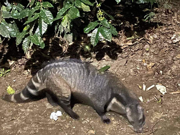 Civet Cat in the Farm - Plantec Coffee Estate Pvt. Ltd.